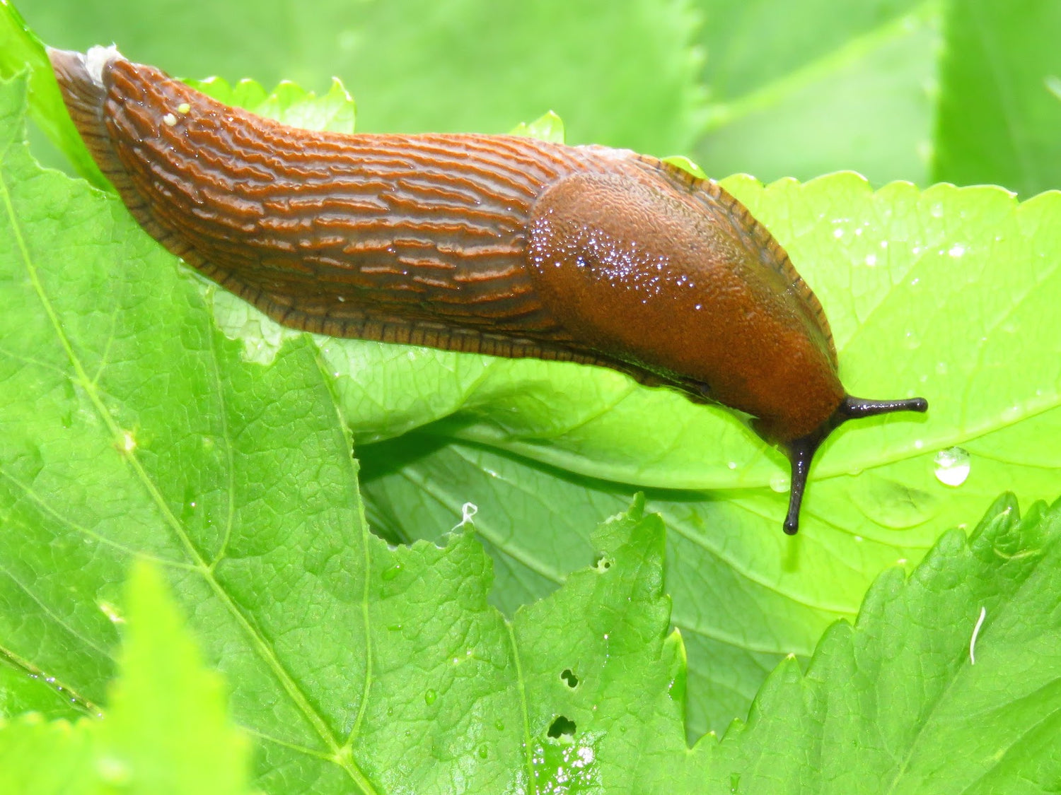 How to Protect Your Garden From Slugs — Copper vs. Alternatives ...