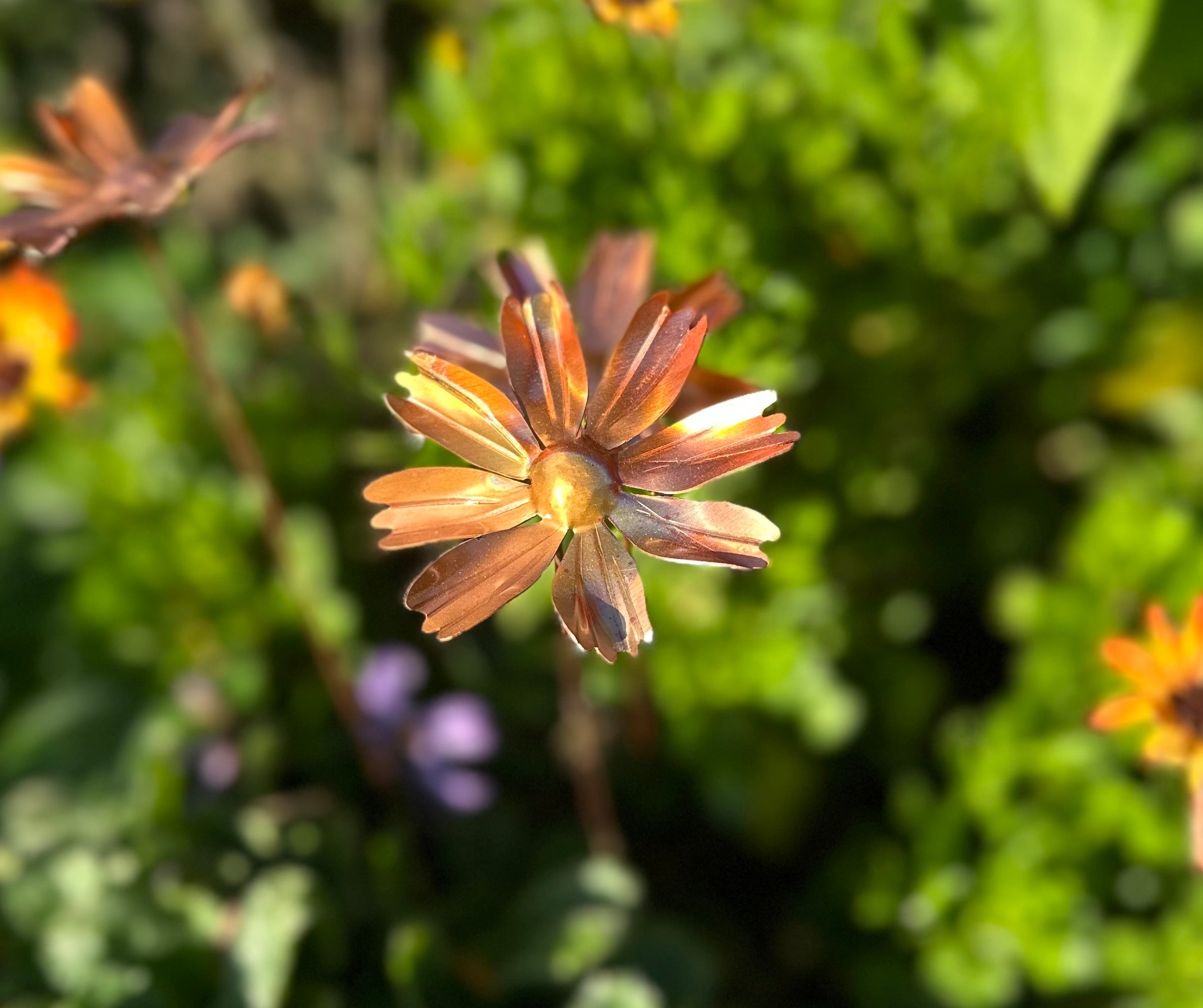 Copper Cosmos Flower – Copper and Green